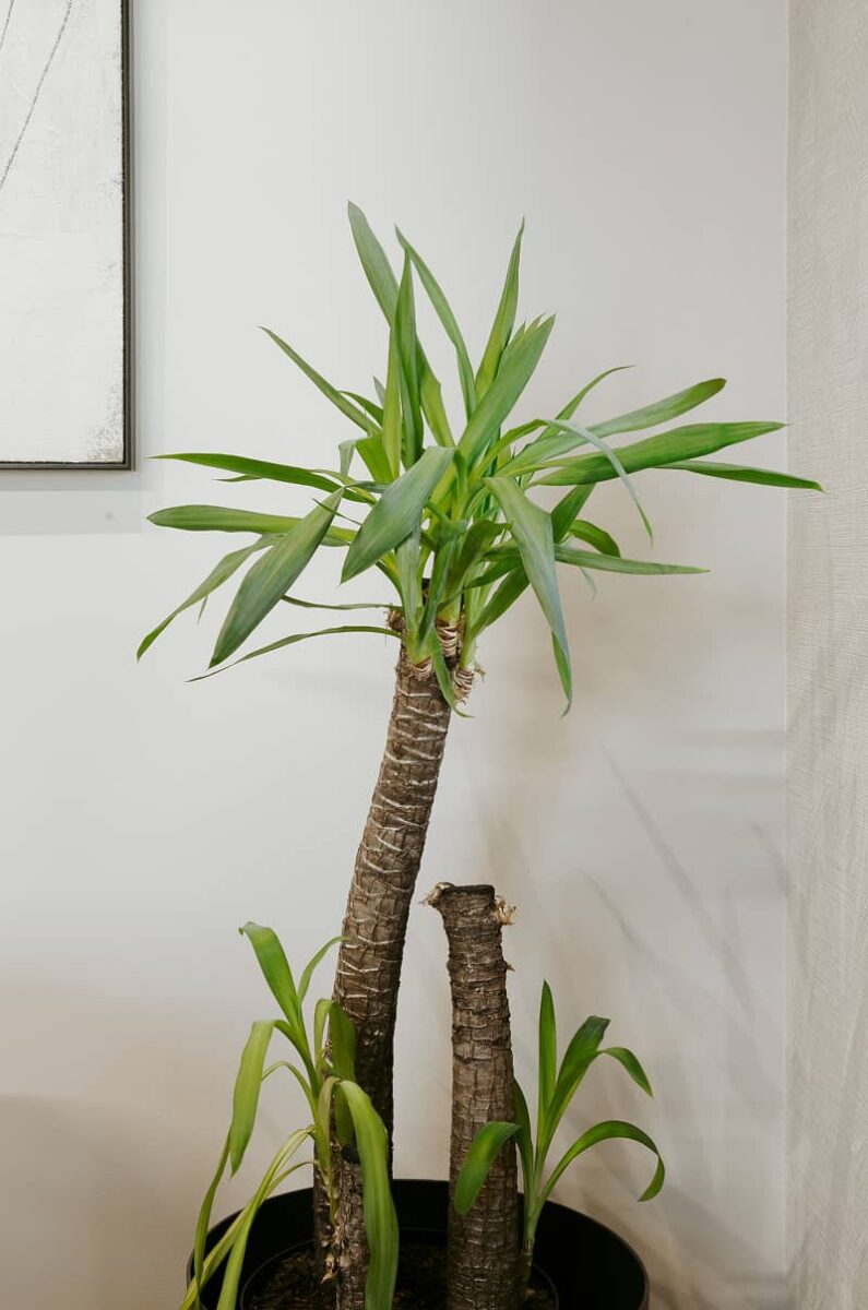 About us | Yucca Packaging