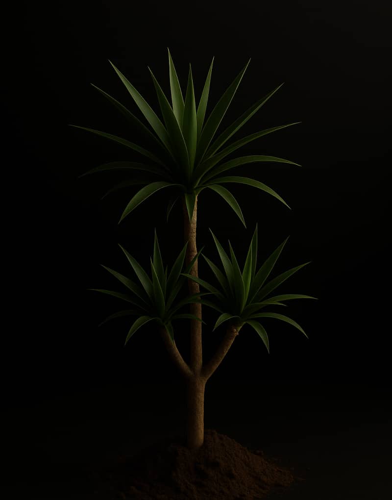 About us | Yucca Packaging